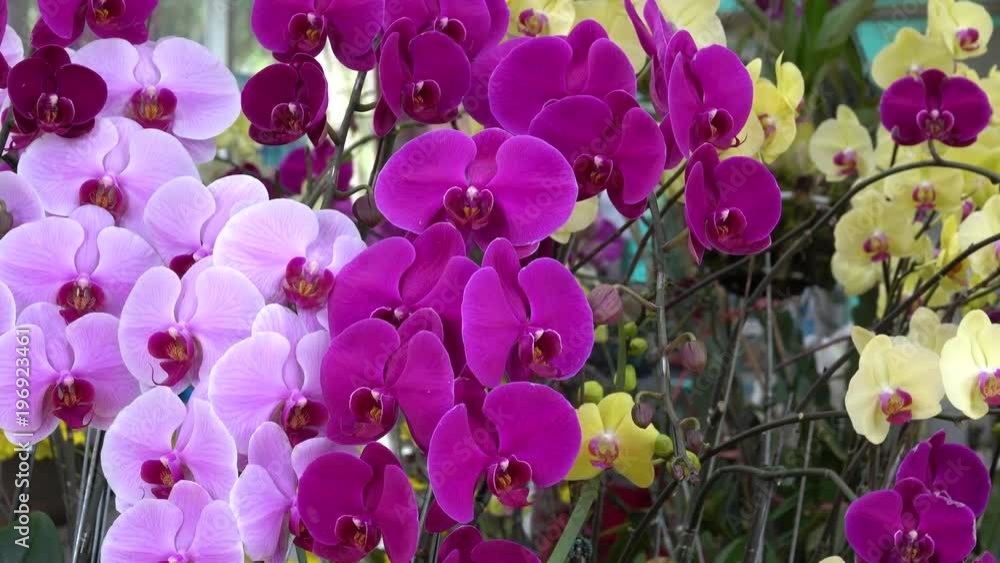 Orchid flower. Royalty high quality free stock image of beautiful pink ...