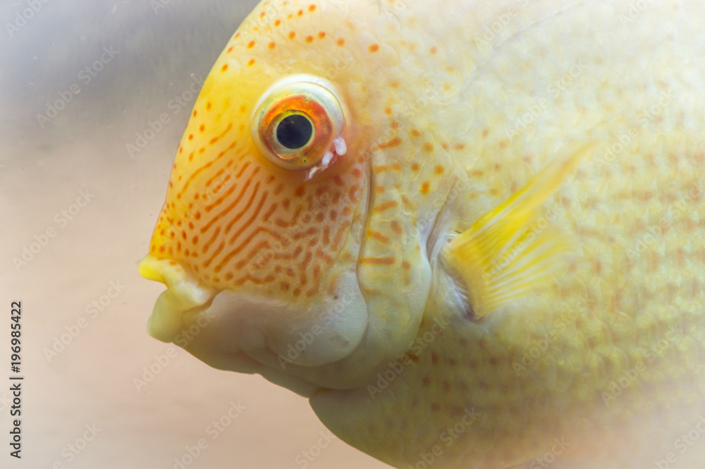 The blood parrot is a hybrid of the midas and the redhead Cichlid. This ...