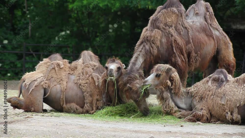 Three Bactrian camels eating grass (Camelus Bactrianus) Stock Video ...