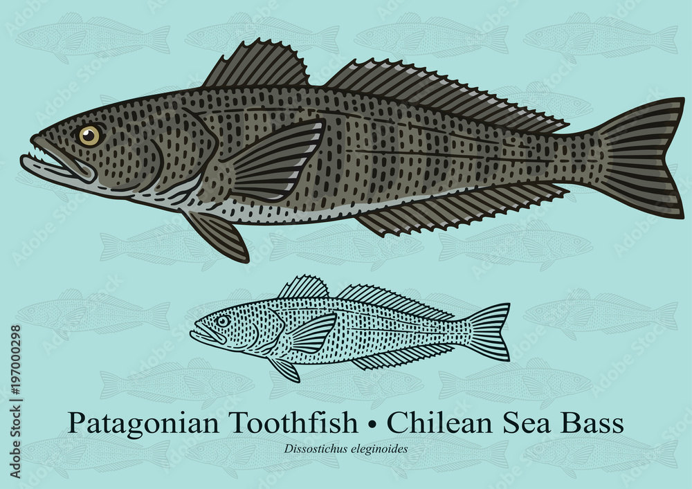 Antarctic Toothfish