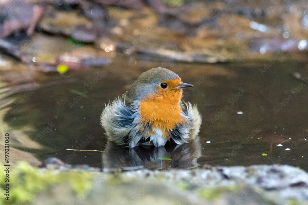 European robin (Erithacus rubecula) taking bath in puddle, head on ...