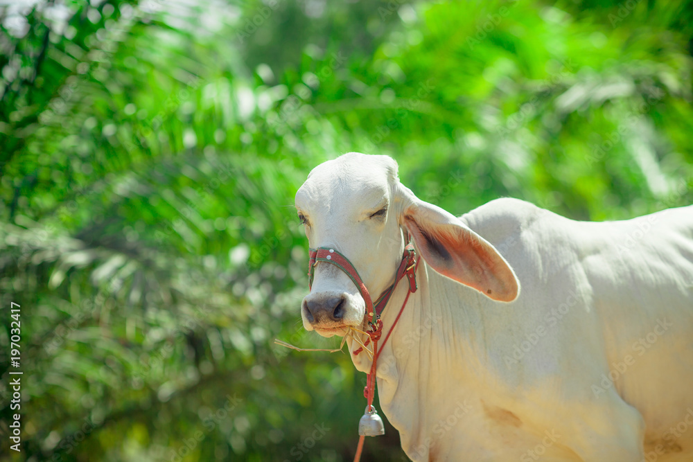 Brahman cow bovine species thailand are eating straw in thailand ...