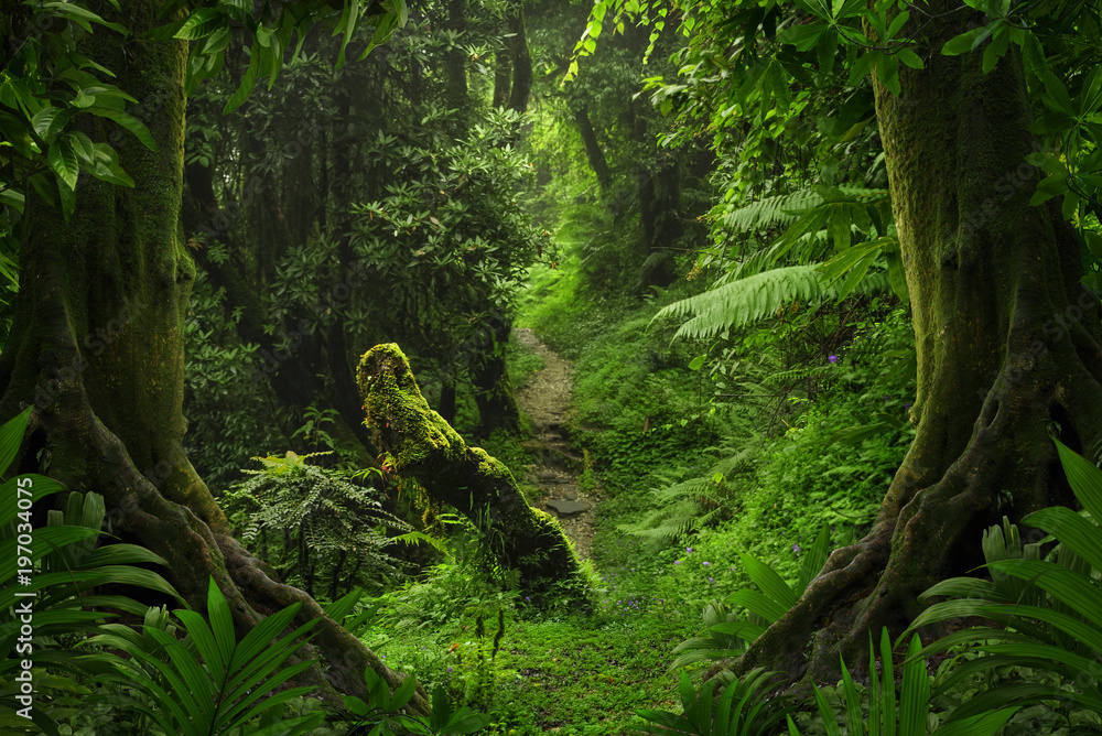 Rainforest In Asia
