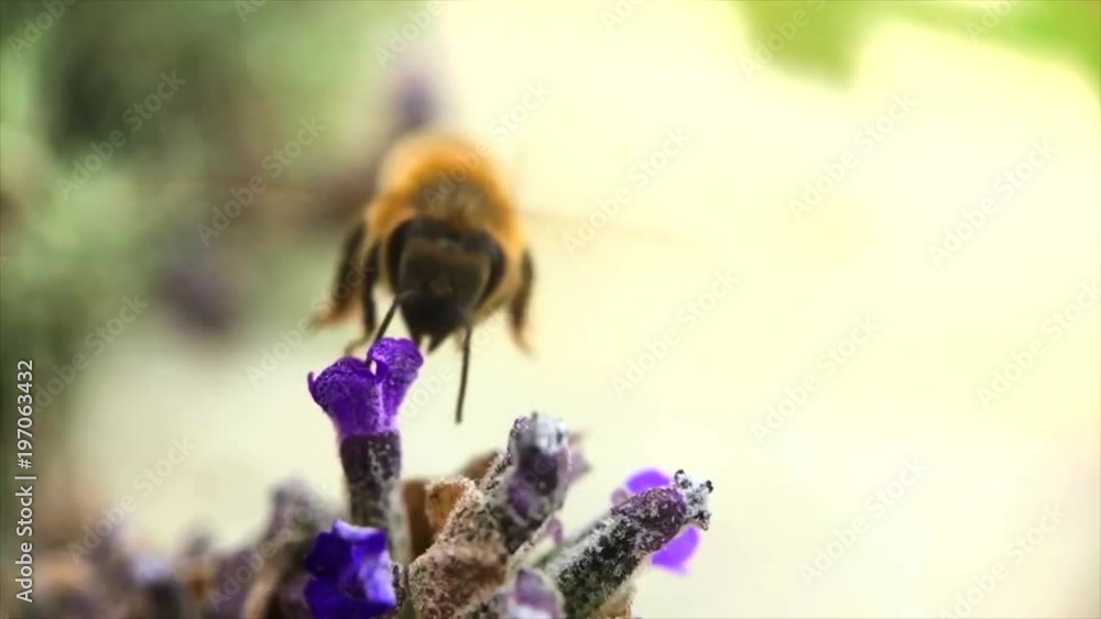 Macro honey bee landing on flower. Stock Video | Adobe Stock