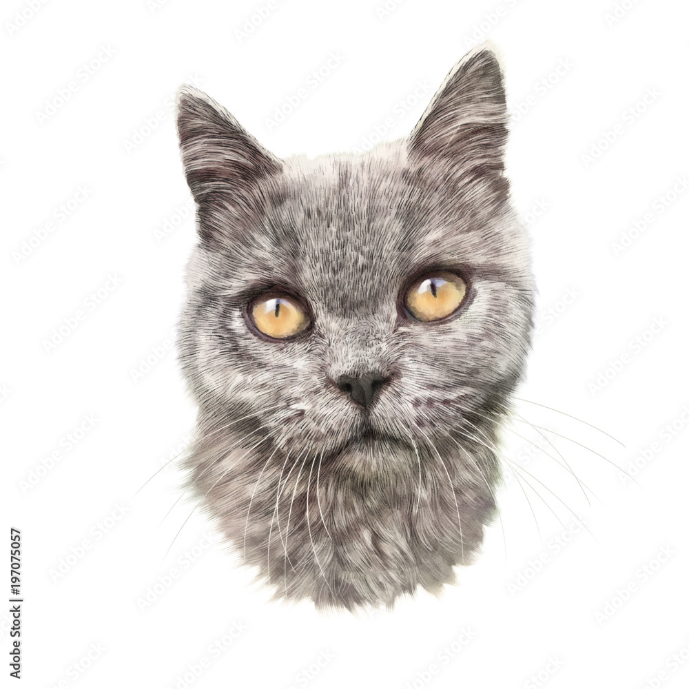 Realistic portrait of a cute gray cat isolated on white background ...