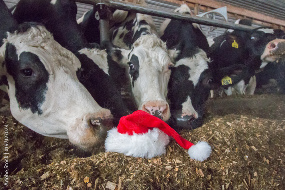 Santa Cows Stock Photo | Adobe Stock