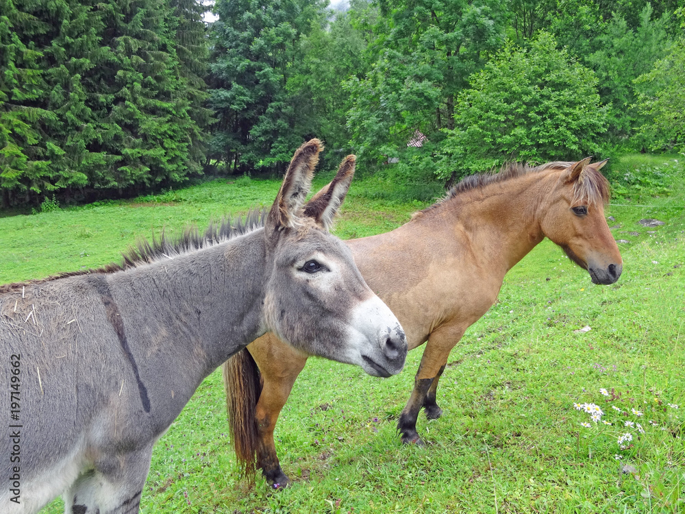 Âne et cheval dans le pré Stock Photo | Adobe Stock