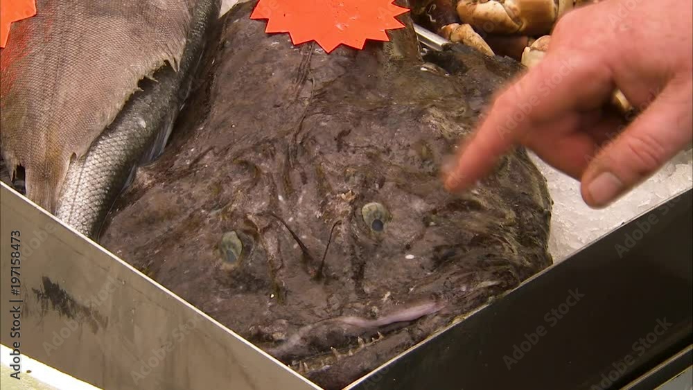 Shot of monkfish's face as a man pulls its mouth open to see inside ...