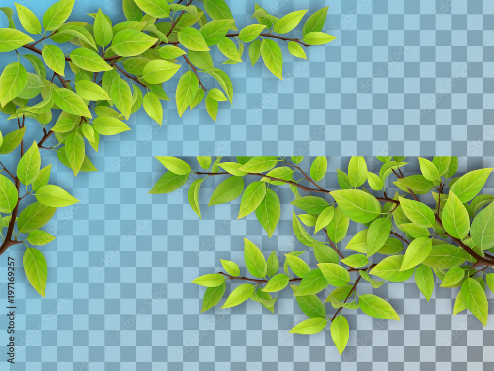 Set of realistic vector tree branches with green leaves. Element of ...