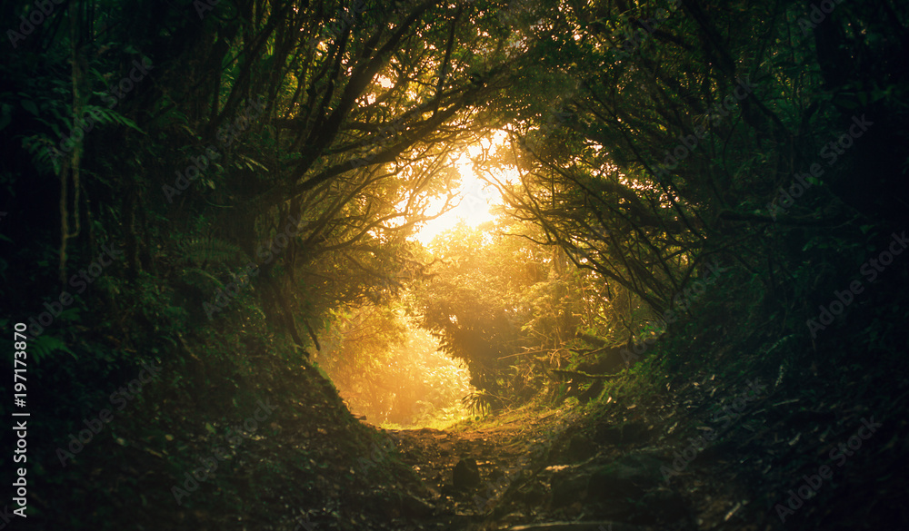 cloud forest Stock Photo | Adobe Stock