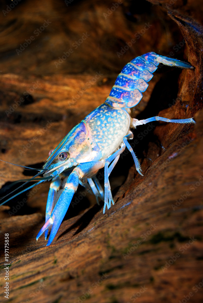 Cherax Quadricarinatus Blue