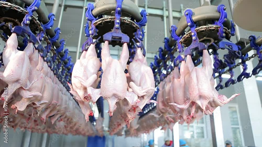 Chicken processing line at poultry farm. Chicken meat production line ...