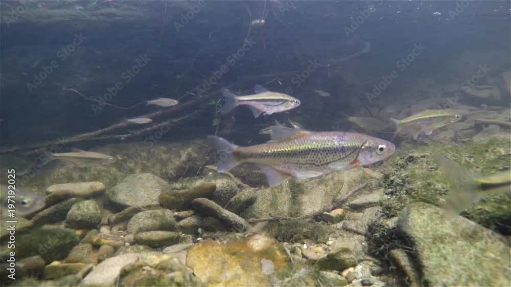 Underwater video of swimming and spawning Schneider, Riffle minnow ...