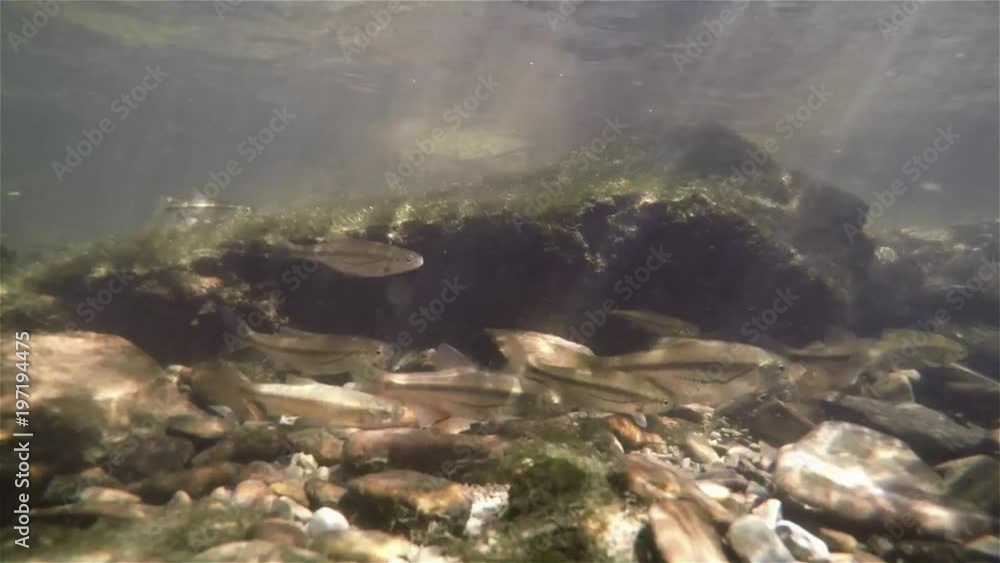 Underwater video of swimming and spawning Schneider, Riffle minnow ...