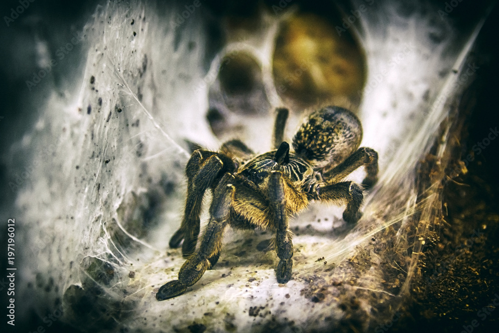 Tarantula Spider Web