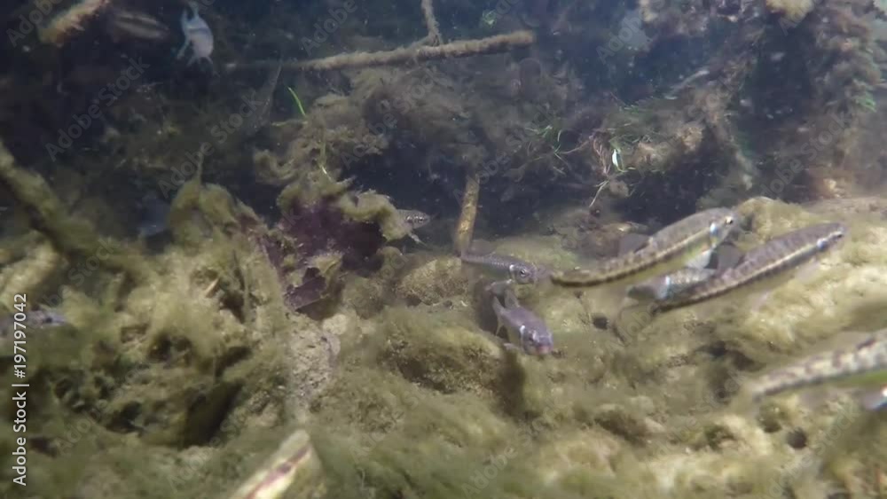 Underwater video of swimming minnows Phoxinus phoxinus. Nice freshwater ...