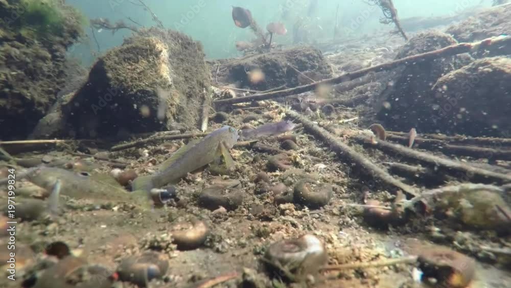 Vidéo Stock Underwater video of swimming Round goby, Neogobius ...
