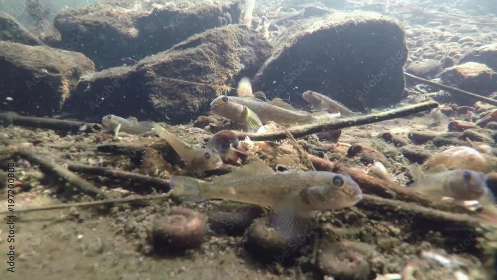 Underwater video of swimming Round goby, Neogobius melanostomus. Nice ...