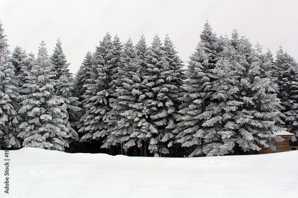 Snowy Trees