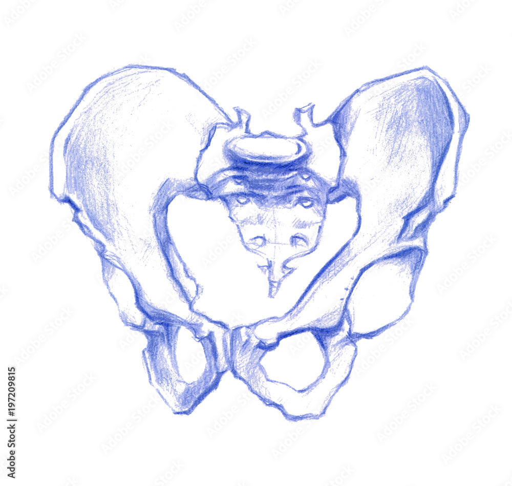 Human pelvic bones, hand drawn illustration. Pencil sketch style ...