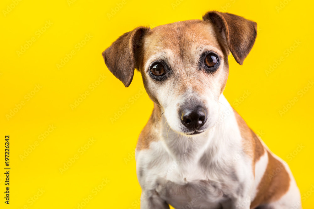 What Dogs Have Yellow Eyes