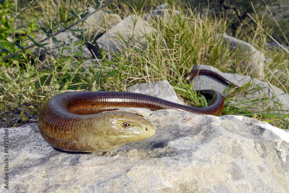 European Legless Lizard