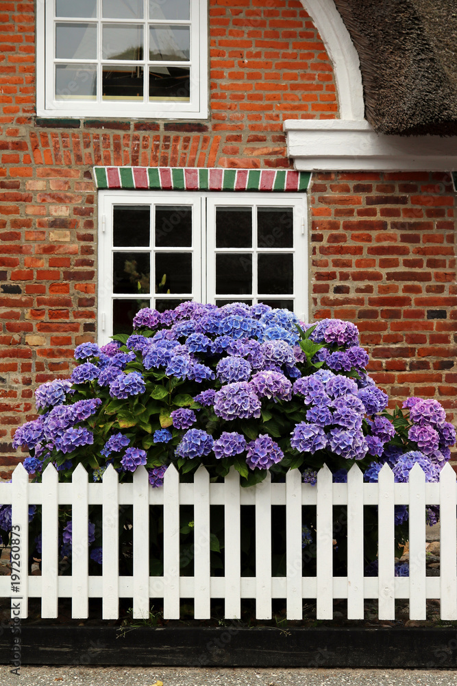 Blue hydrangea under a window, behind the white picket fence. Hydrangea ...