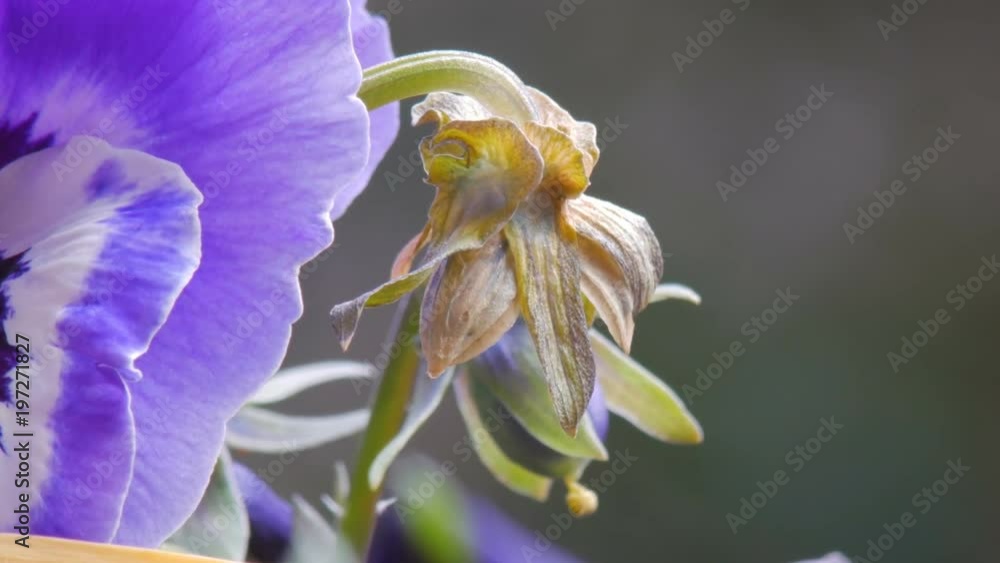 Zooming Green Pansy perianth flower part, closeup of violet calyx and ...