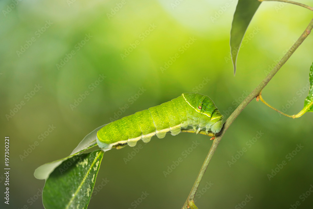 Paris Peacock (Papilio paris) caterpillar Stock Photo | Adobe Stock