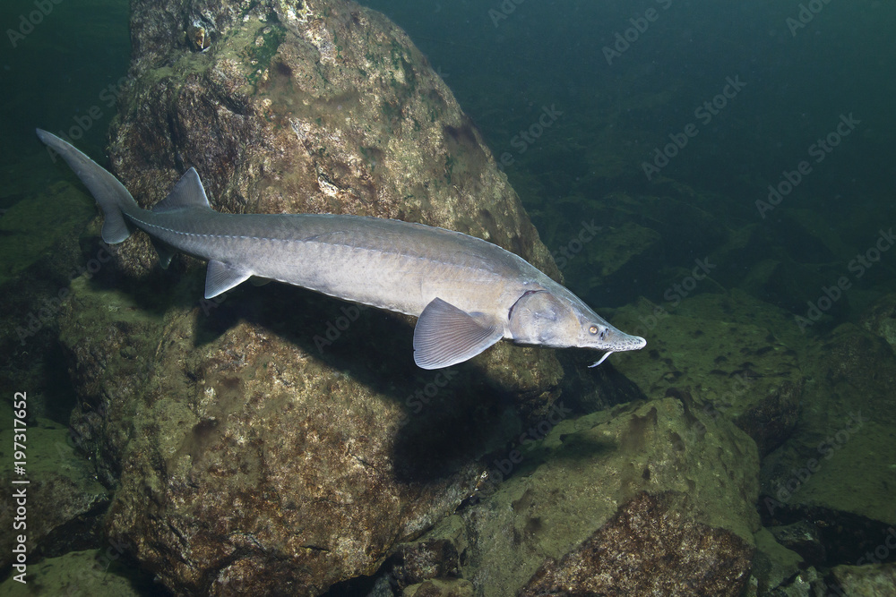 Freshwater fish Siberian Sturgeon, Acipenser baeri in the beautiful ...