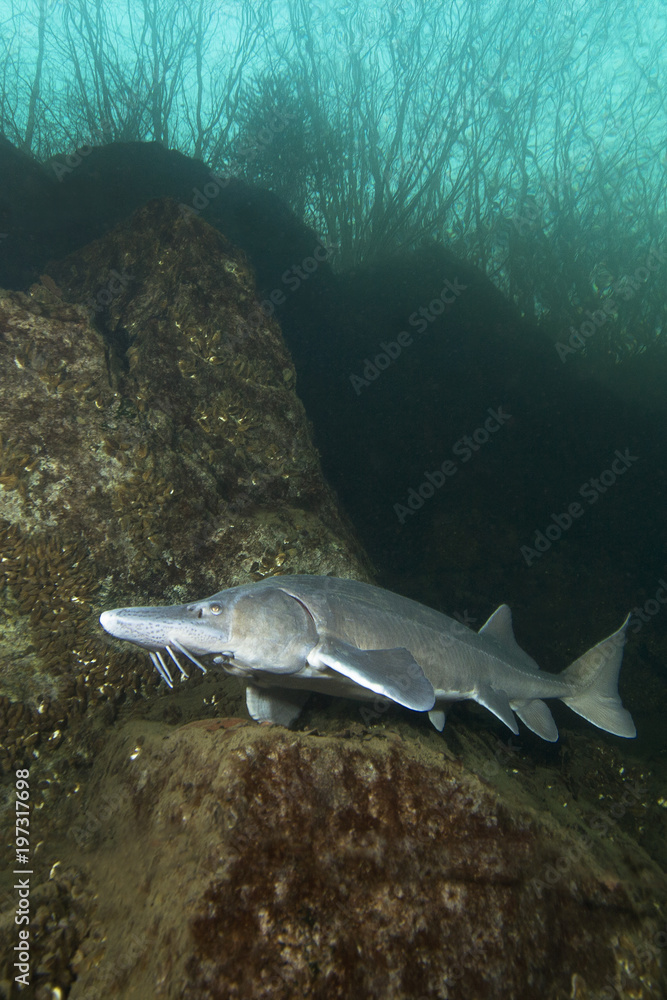 Freshwater fish Siberian Sturgeon, Acipenser baeri in the beautiful ...