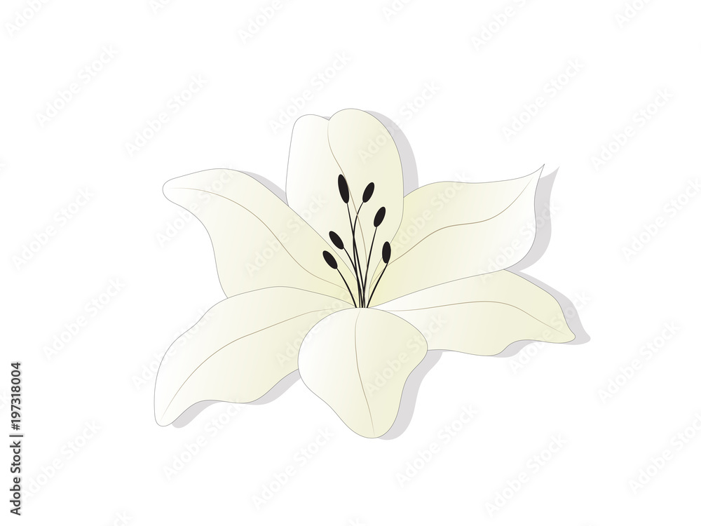 White Lily Vector
