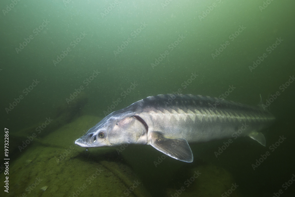 Freshwater fish Russian sturgeon, acipenser gueldenstaedti in the ...