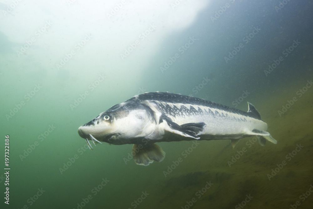Freshwater fish Russian sturgeon, acipenser gueldenstaedti in the ...