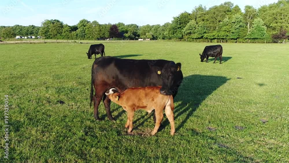 Footage of Aberdeen Angus cattle and young thirsty calf drinking at the ...