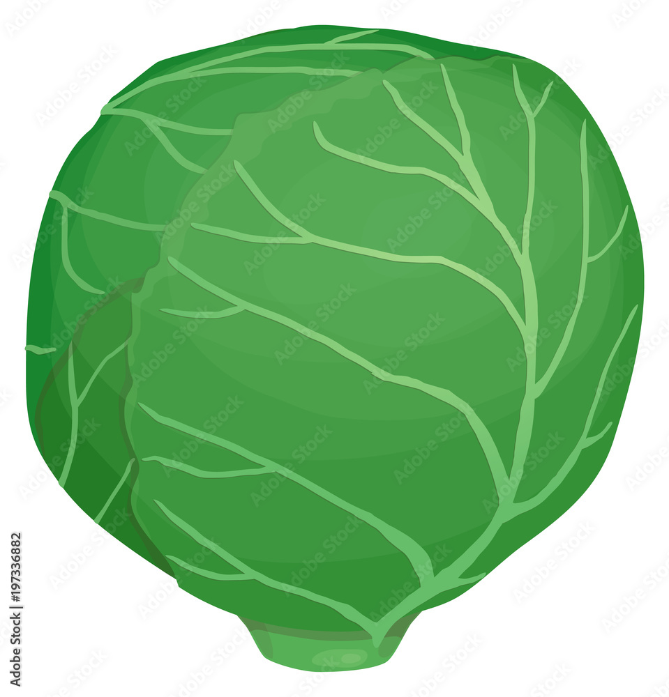one head of green cabbage, tightly wrap leaves with veins, cartoon ...