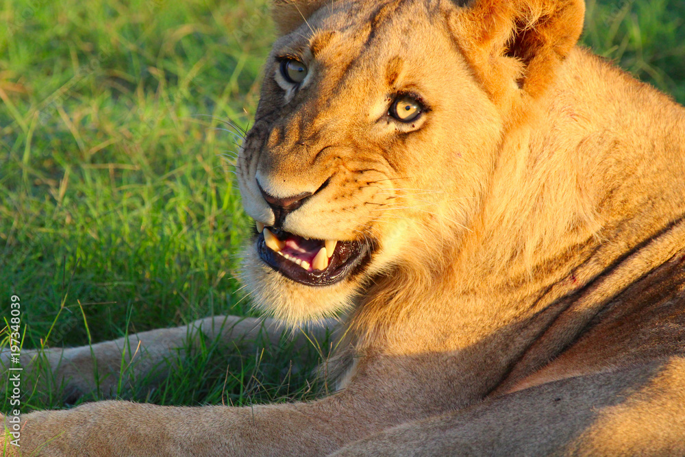 lion, animal, africa, cat, wildlife, wild, predator, mammal, nature ...