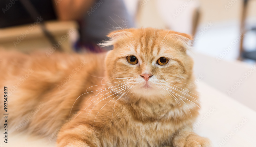 Orange Tabby Scottish Fold