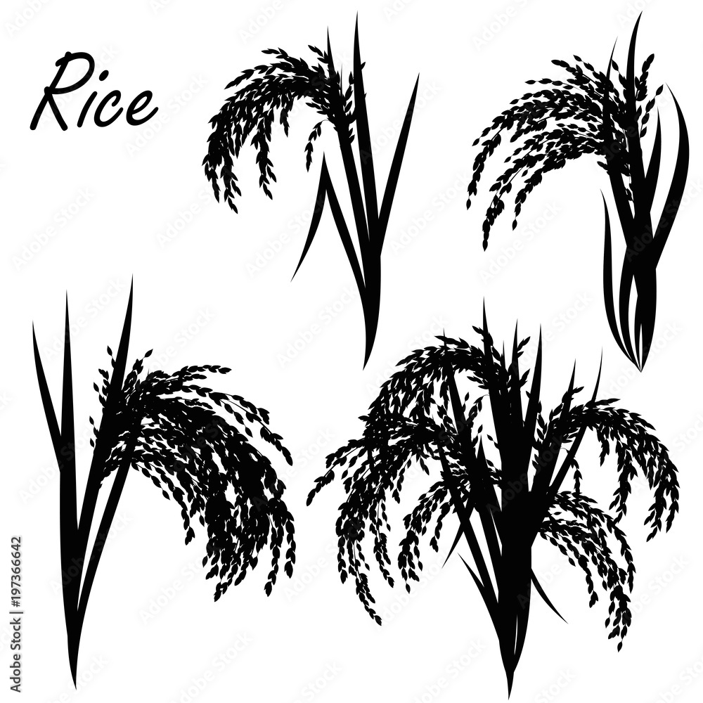 Rice Plant Silhouette