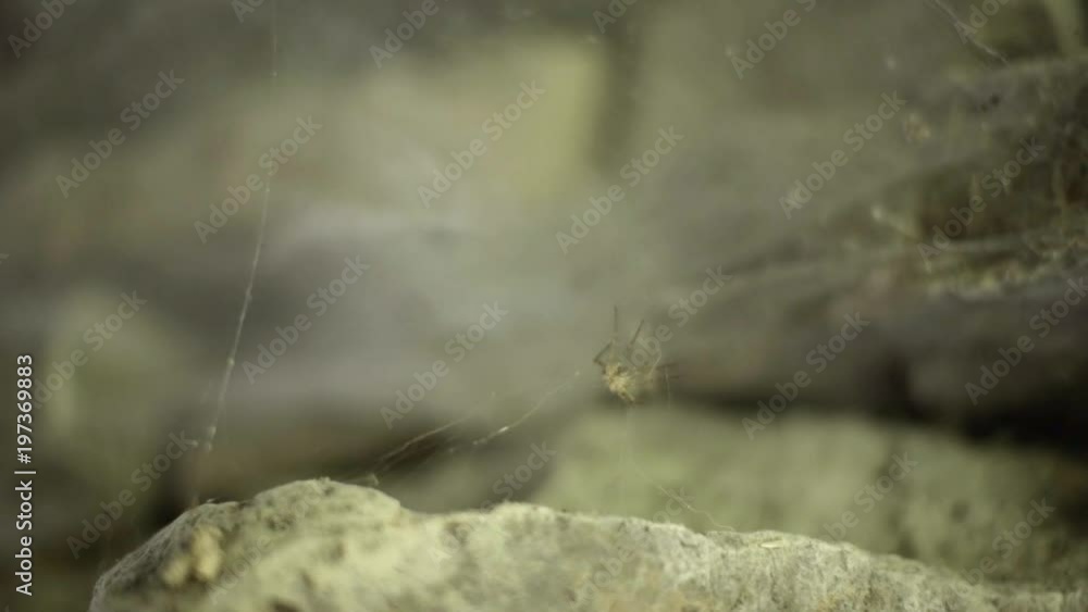 A Dead Spider Hangs In An Old Web Stock ビデオ | Adobe Stock