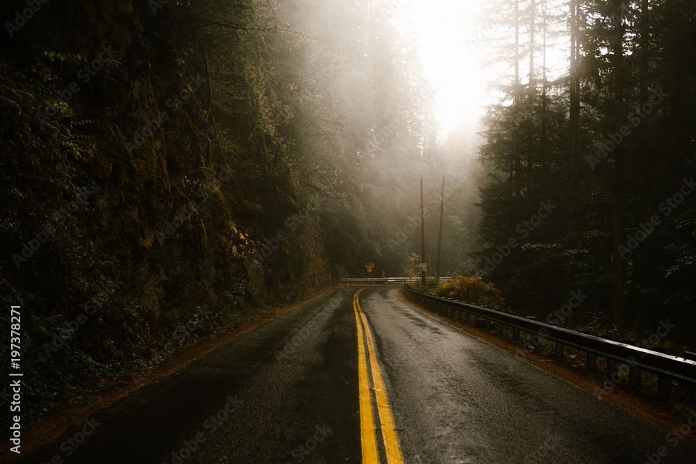 Wet Road Through A Misty and Dark Forest Stock Photo | Adobe Stock
