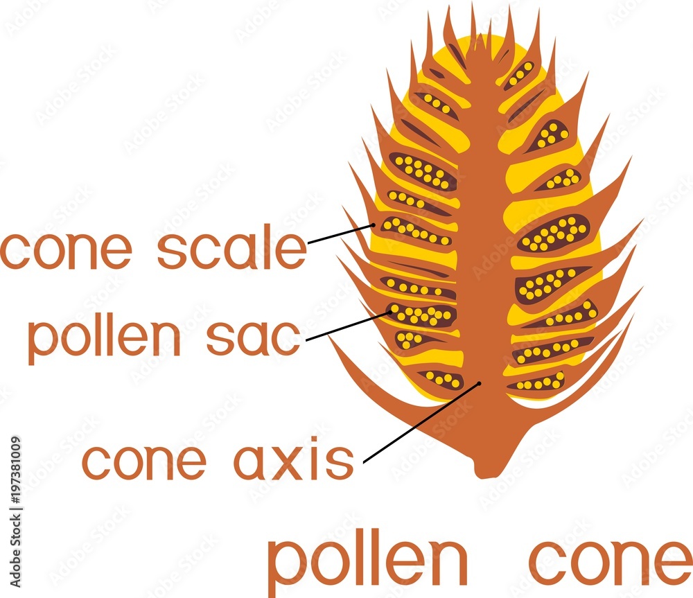 Structure of male pollen cone of pine with titles Stock Vector | Adobe ...
