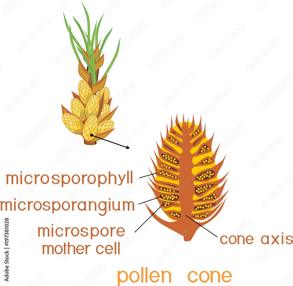 Vetor de Structure of male pollen cone of pine with titles do Stock ...