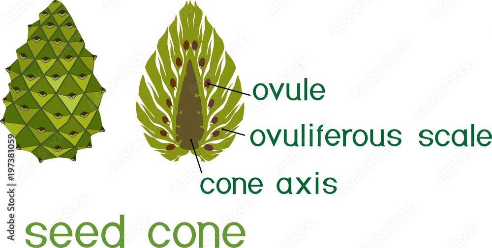 Structure of green female seed cone of pine in section with titles ...