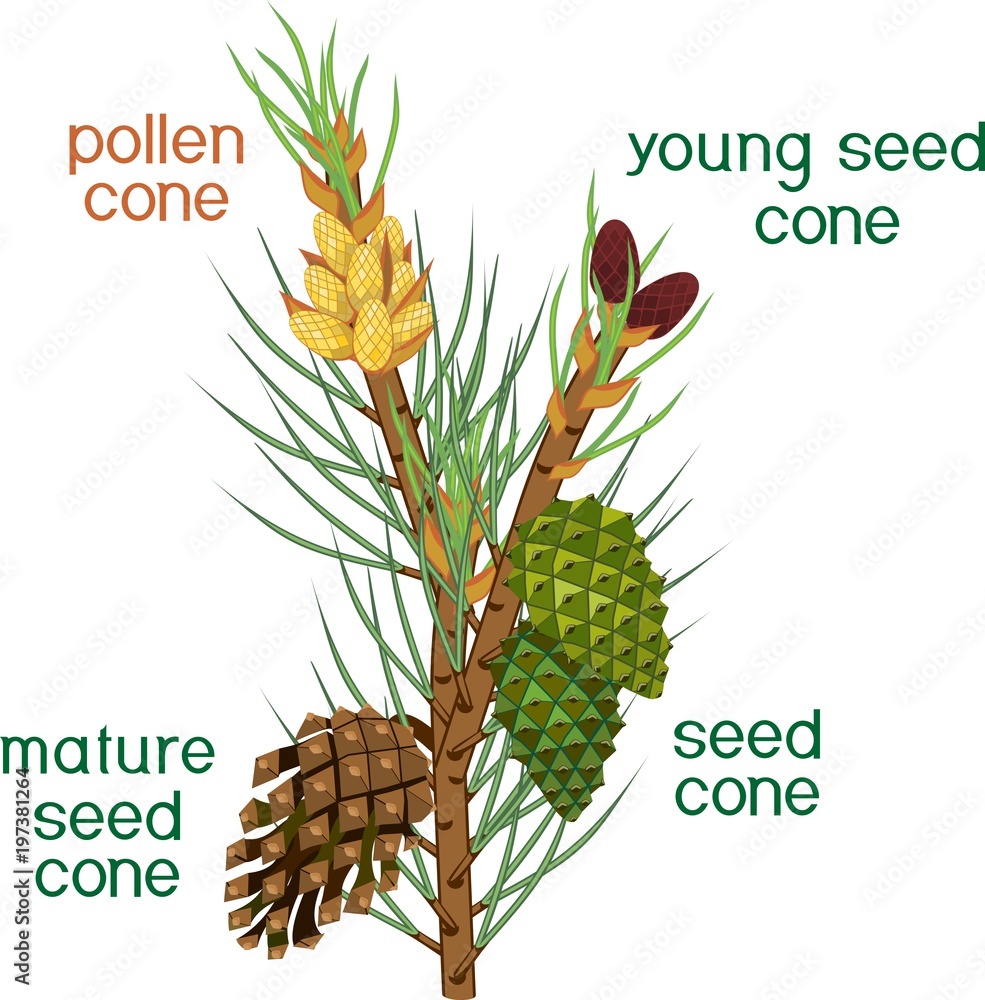 Branch of pine with green needles, male and female cones of different ...