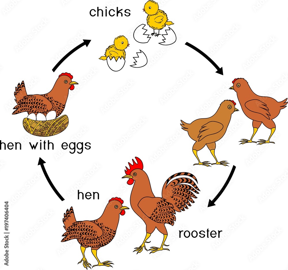 Chicken life cycle with titles. Stages of chicken growth from egg to ...