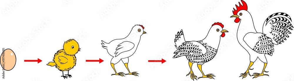 Life Cycle of Chicken. Stages of chicken growth from egg to adult bird ...