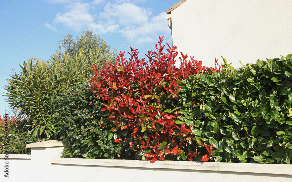 Haie de photinia et laurier Photos | Adobe Stock