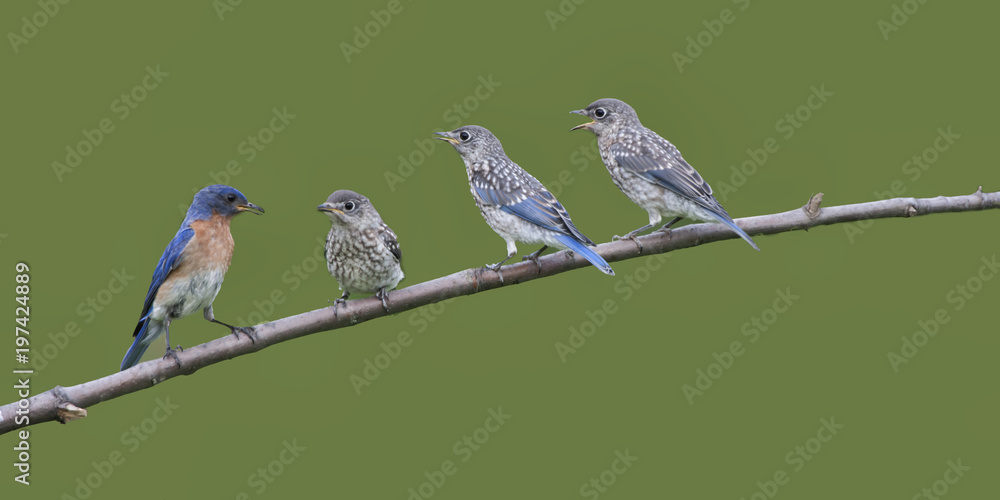 Eastern Bluebird Babies