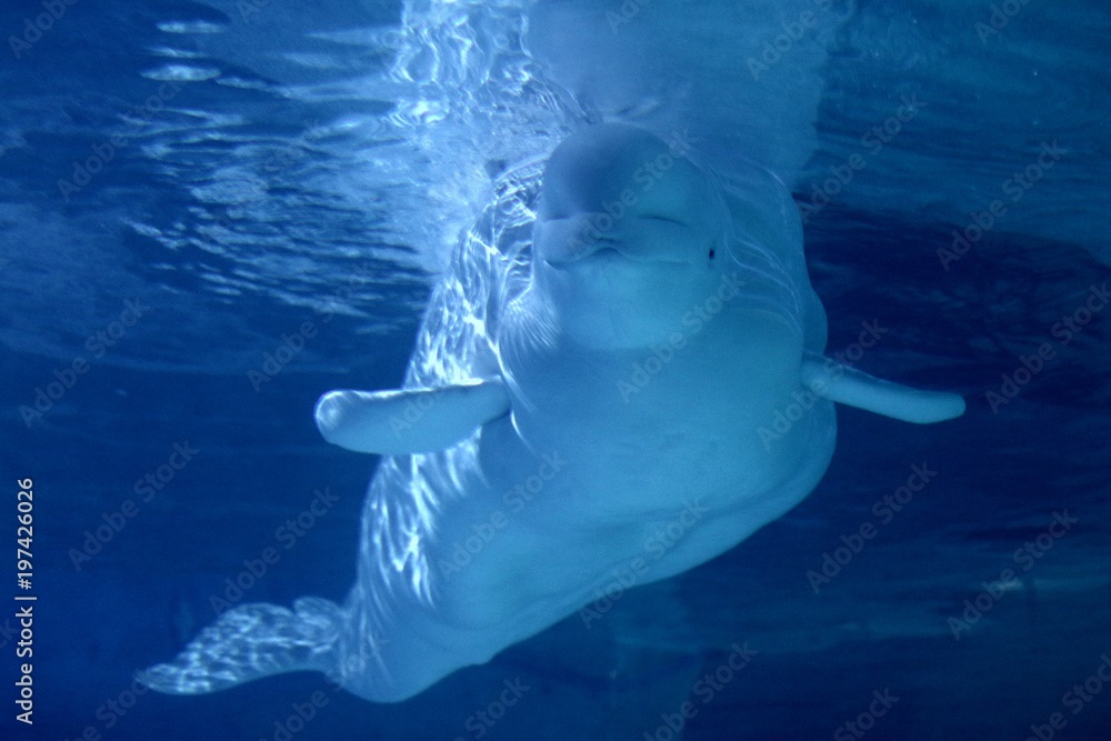 beluga Stock Photo | Adobe Stock